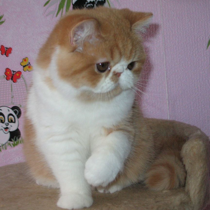 Кошечка экзотка