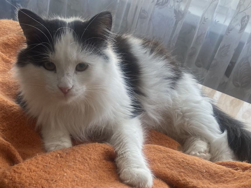 Ищем семью котику