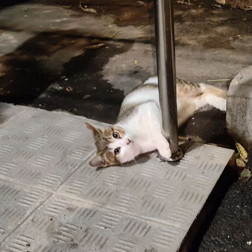 Самый обычный котенок, который живёт на улице