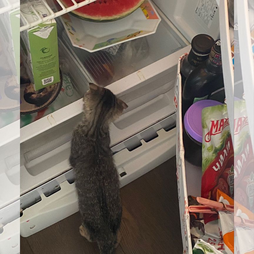 Кошечка в добрые руки