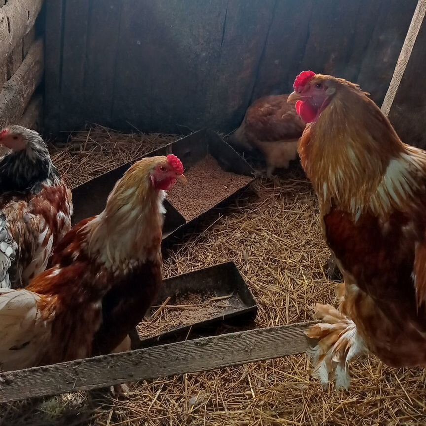 Куры петухи брама