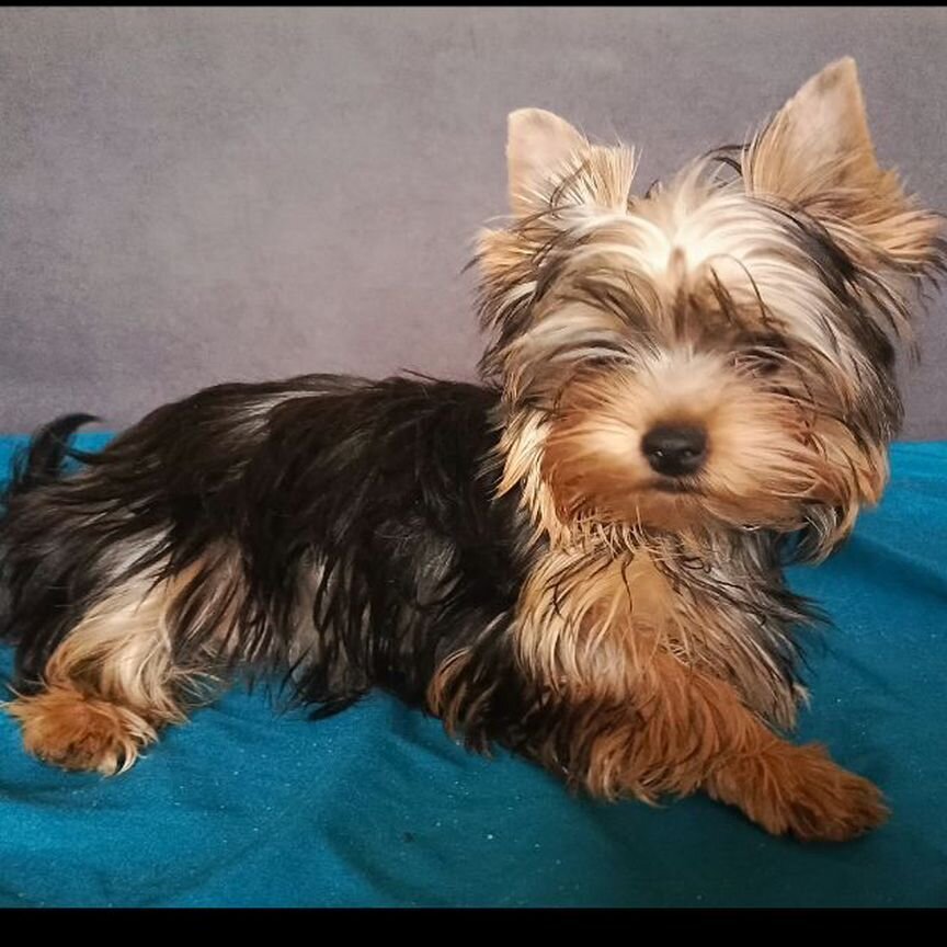 Маленький дружок миник