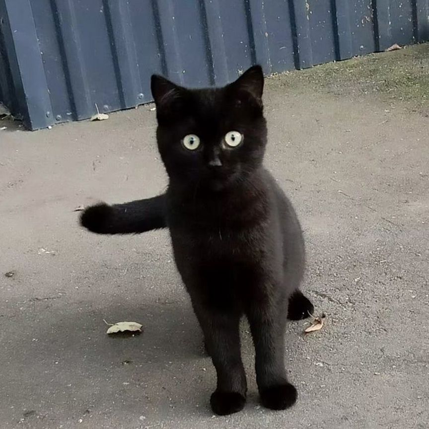 Котик ищет семью