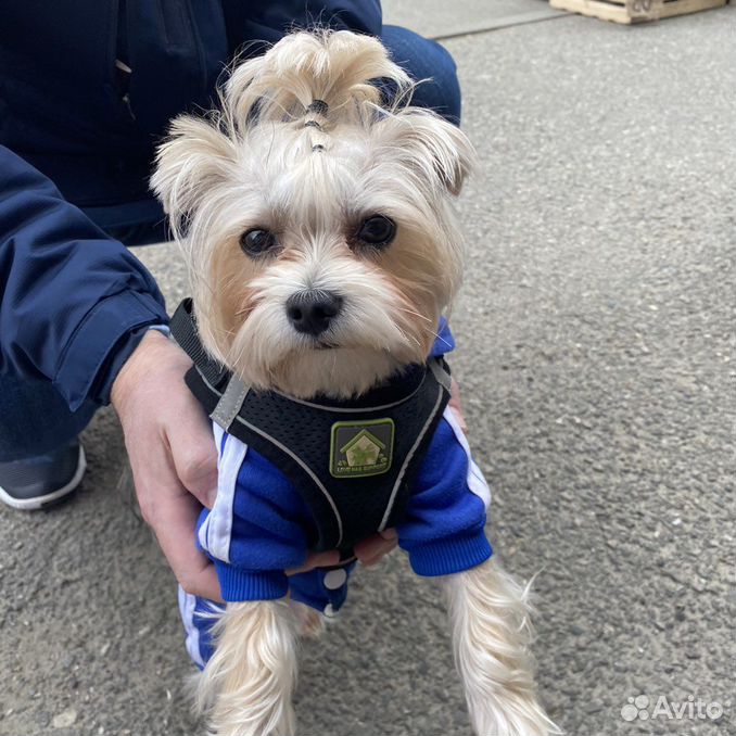 Вязка не продажа йорк мини стандарт мальчик