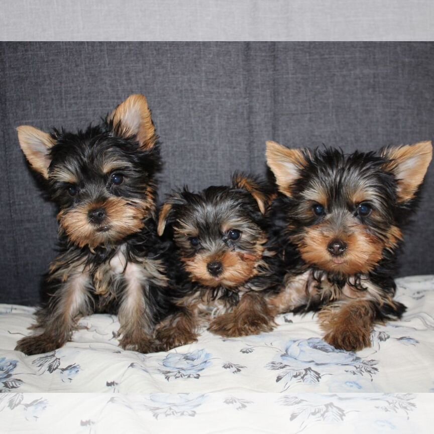 Йоркширский терьер, щенок