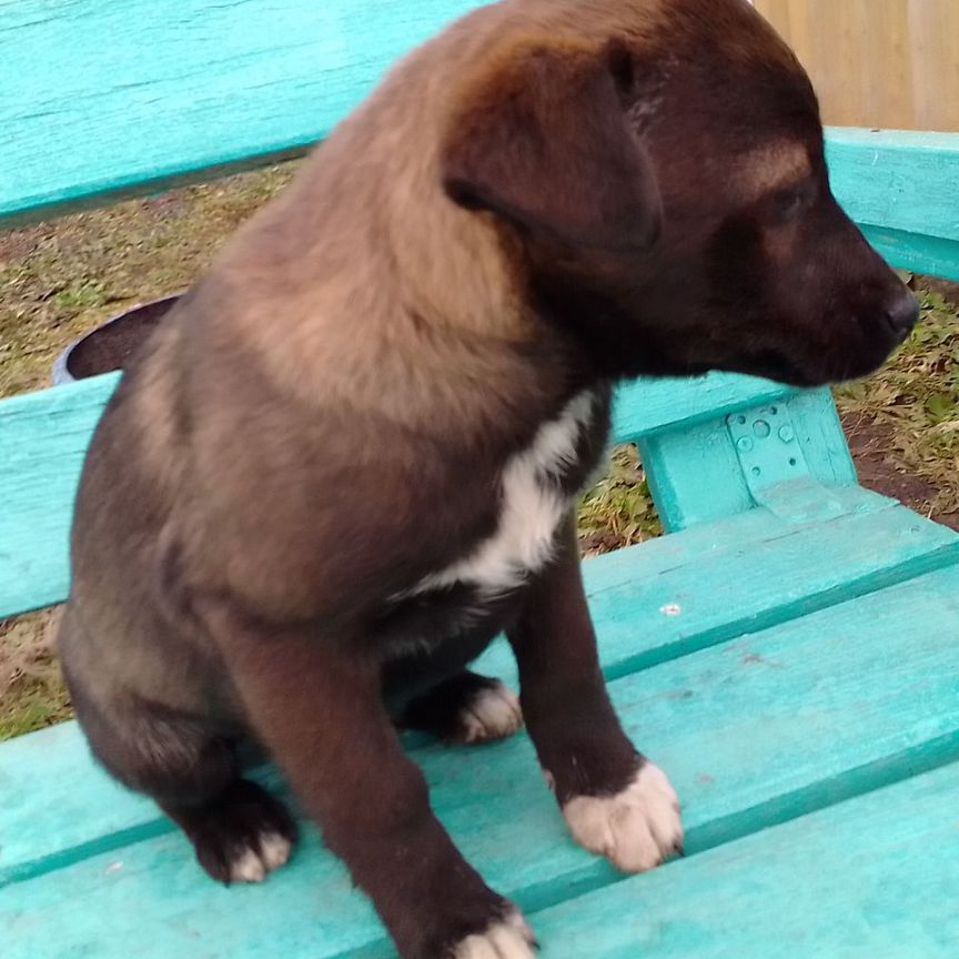 Щенки девочки