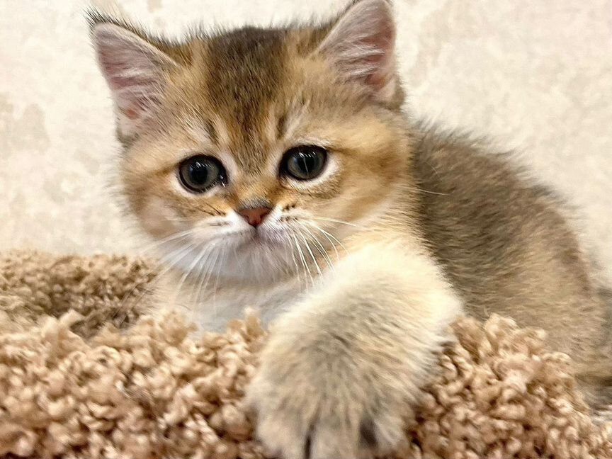 Золотая Плюшевая Красотка Скоттиш страйт 2,5 мес