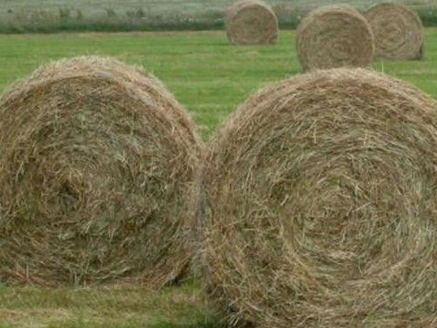 Продаю сено