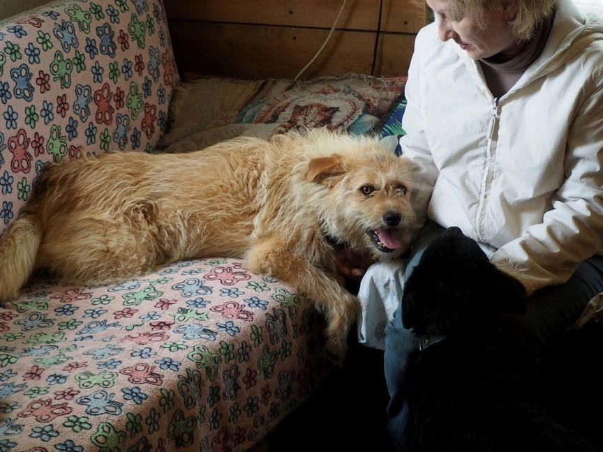 Собака идеальная во всем