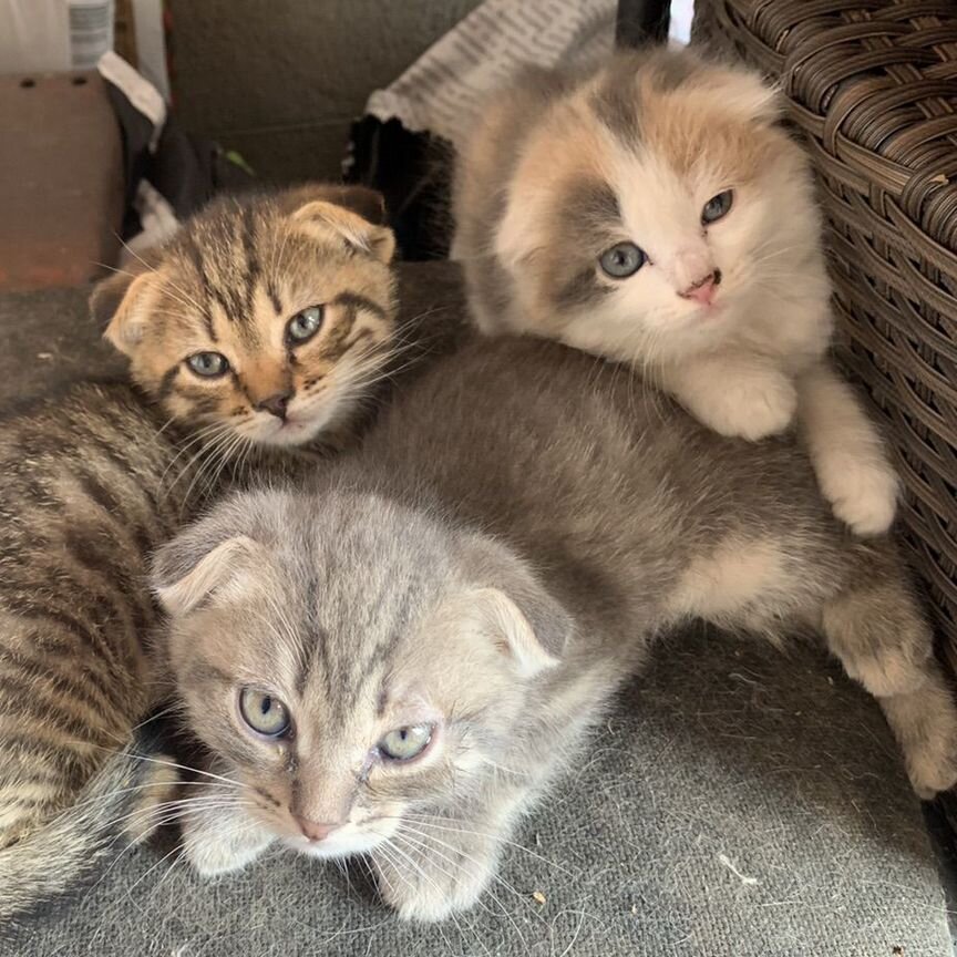 Котята от вислоухой кошки крысоловки