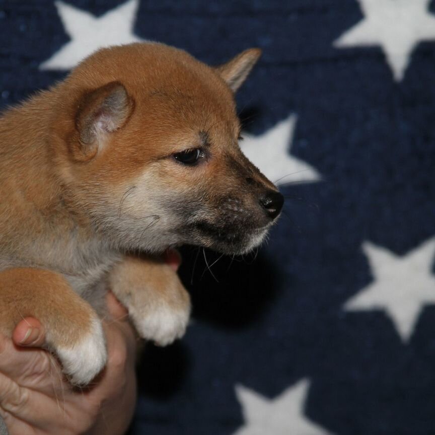 Сиба ину девочка