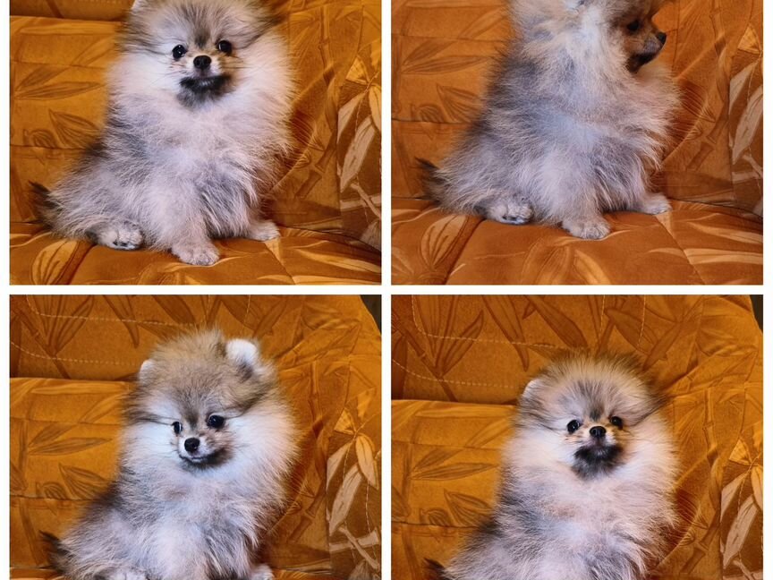 Померанский шпиц