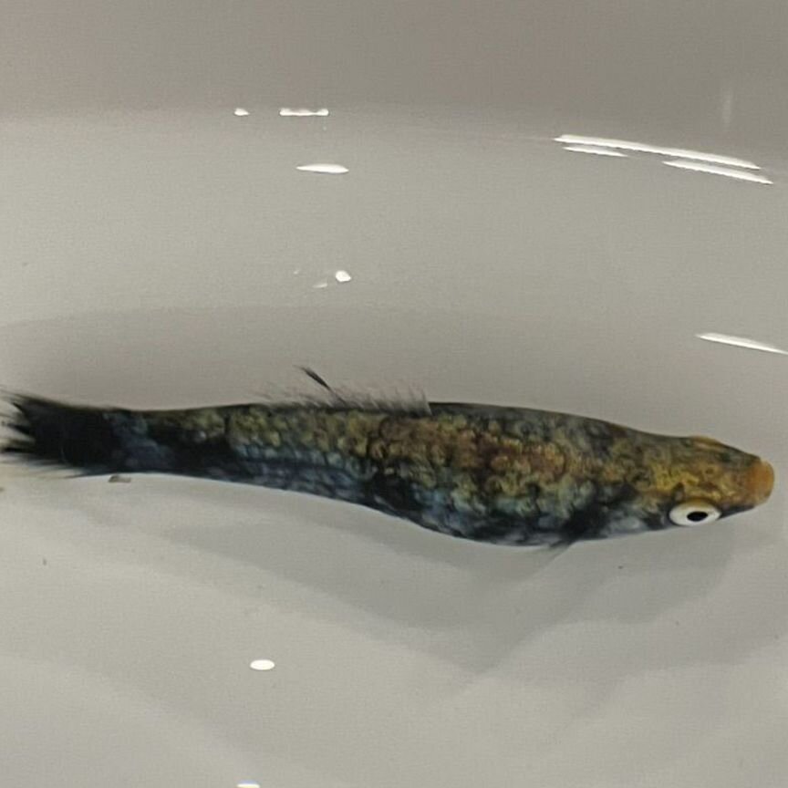 Рыба пецилия (или моллинезия)