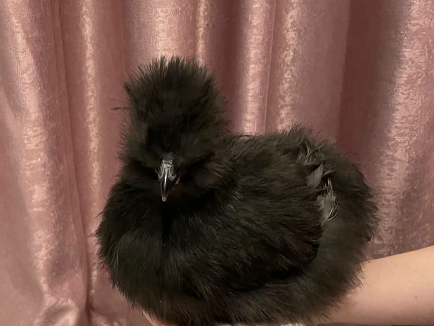 Инкубационное яйцо Китайских шёлковых