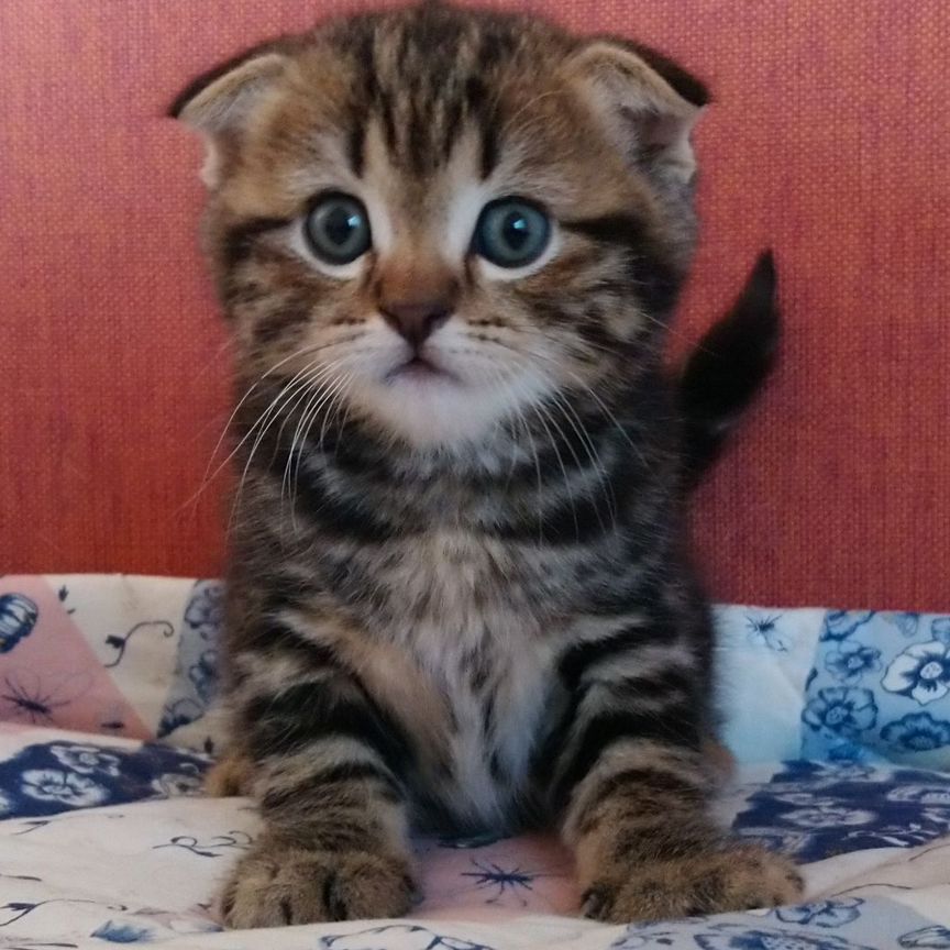 Шотландская вислоухая