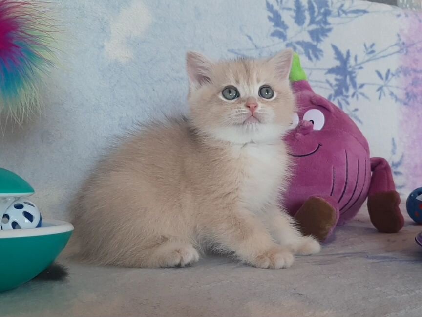 Мальчик британской шиншиллы ау 12