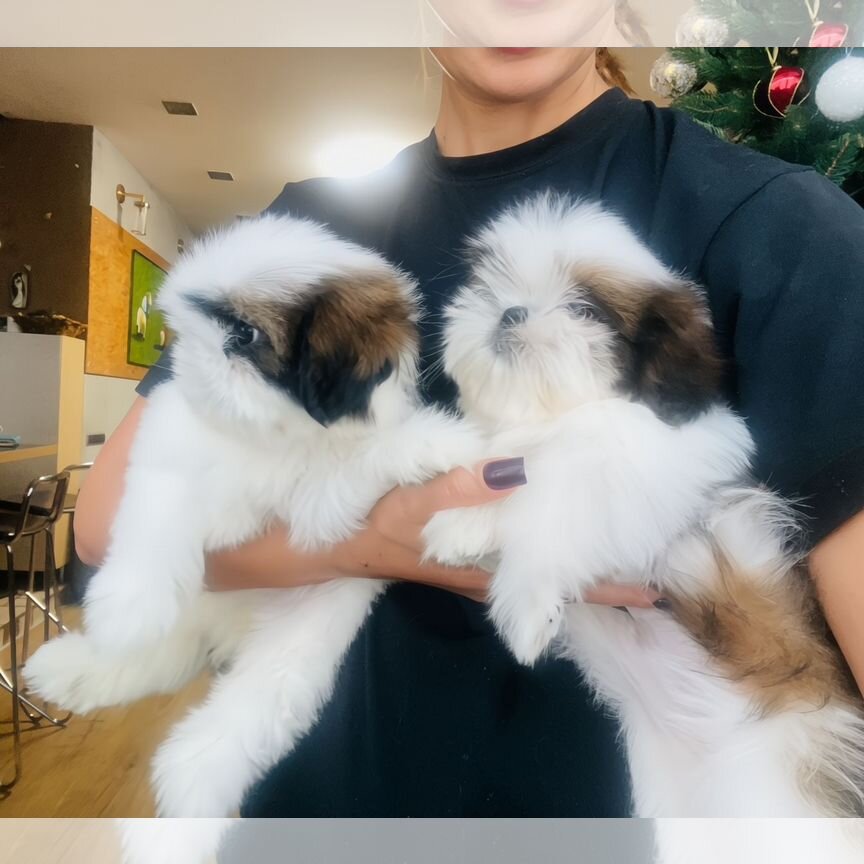 Ши-тцу, щенок