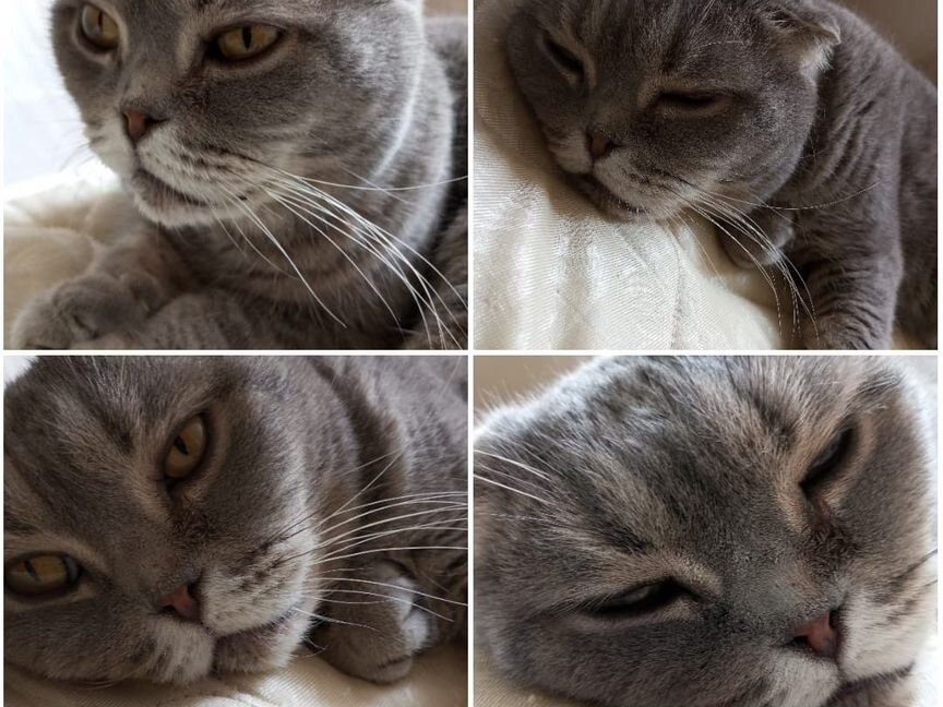 Шотландская вислоухая