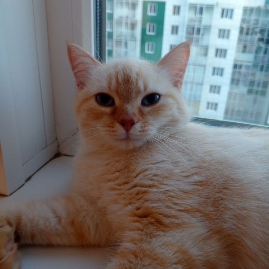 Рыжий котенок в добрые руки