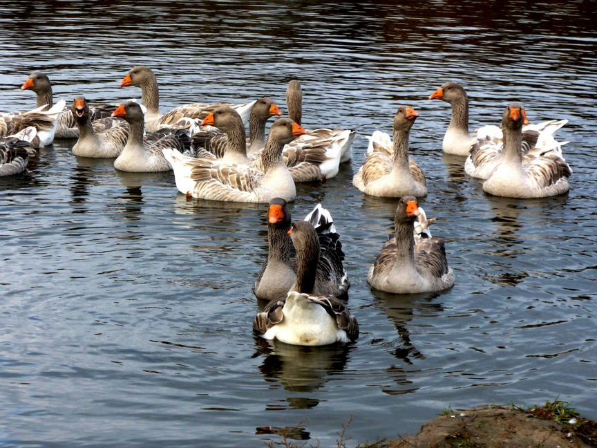 Гуси. Тульской бойцовой породы