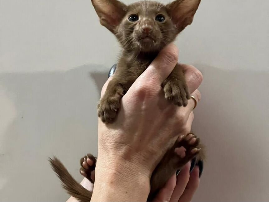 Ориентальные котята