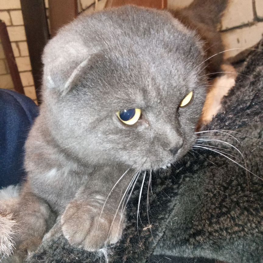 Отдам кота в добрые руки