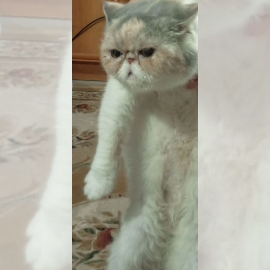 Экзотическая короткошёрстная, взрослая кошка