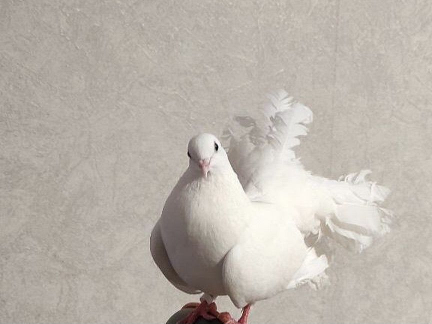 Декоративный голубь
