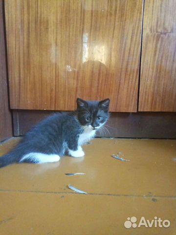 Котята, две девочки, отдам в хорошие руки