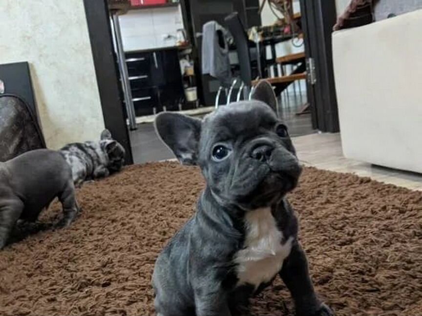 Щенки французского бульдога