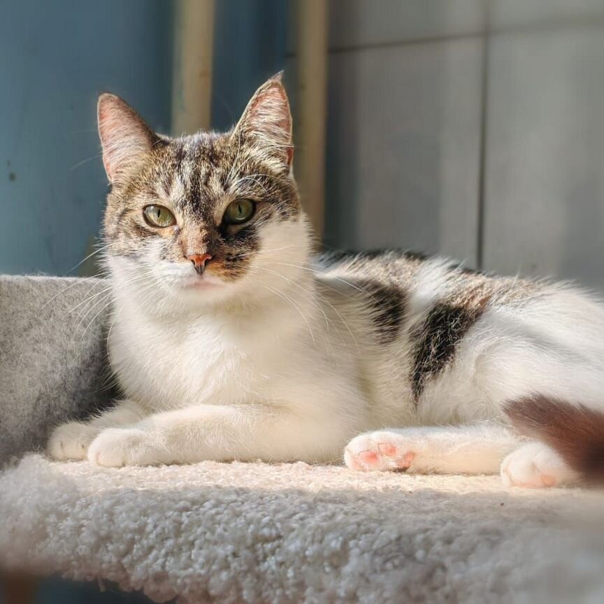 Кошечка красавица, подросток