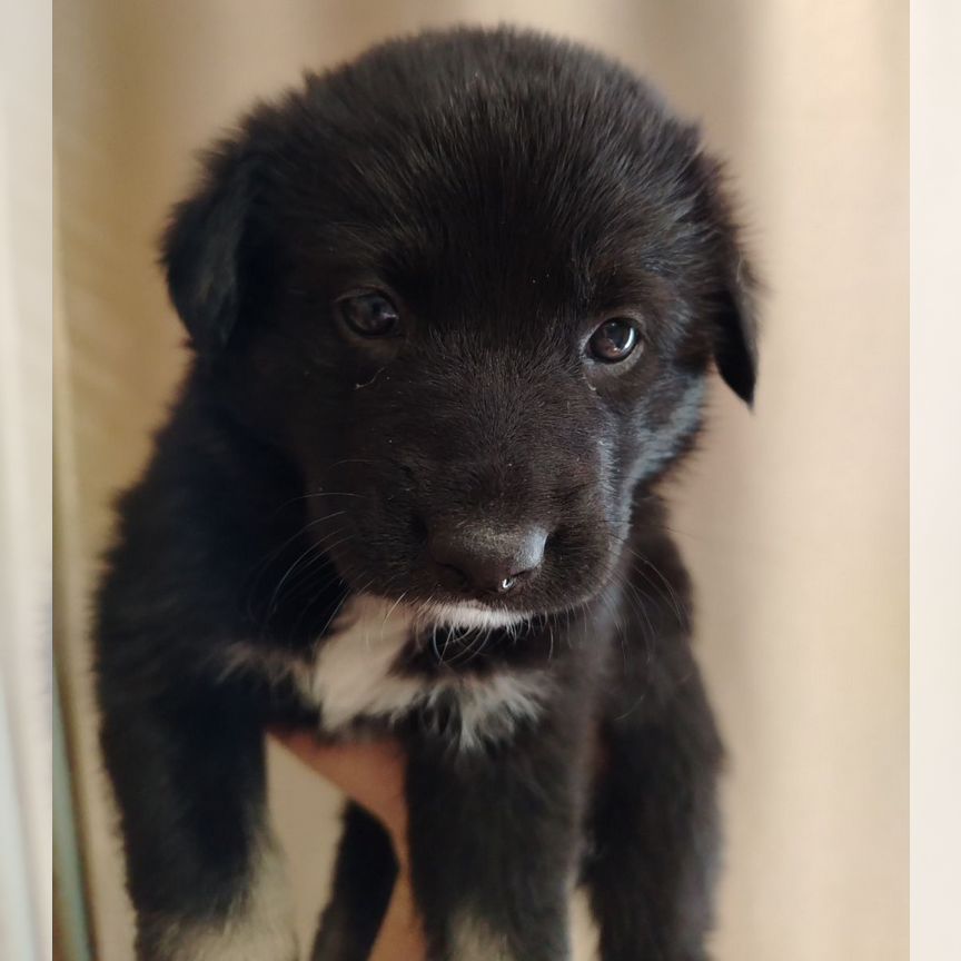 Лабрадор-ретривер, щенок