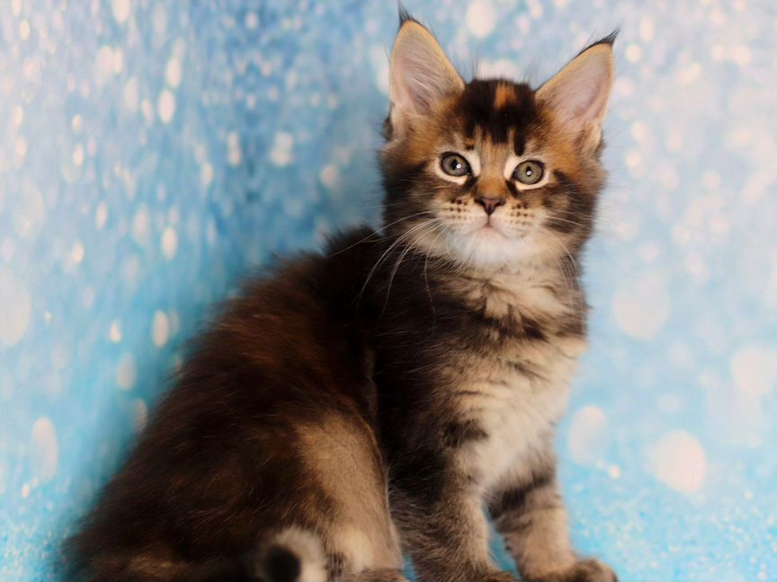 Мейн-кун супер котенок, питомник,документы