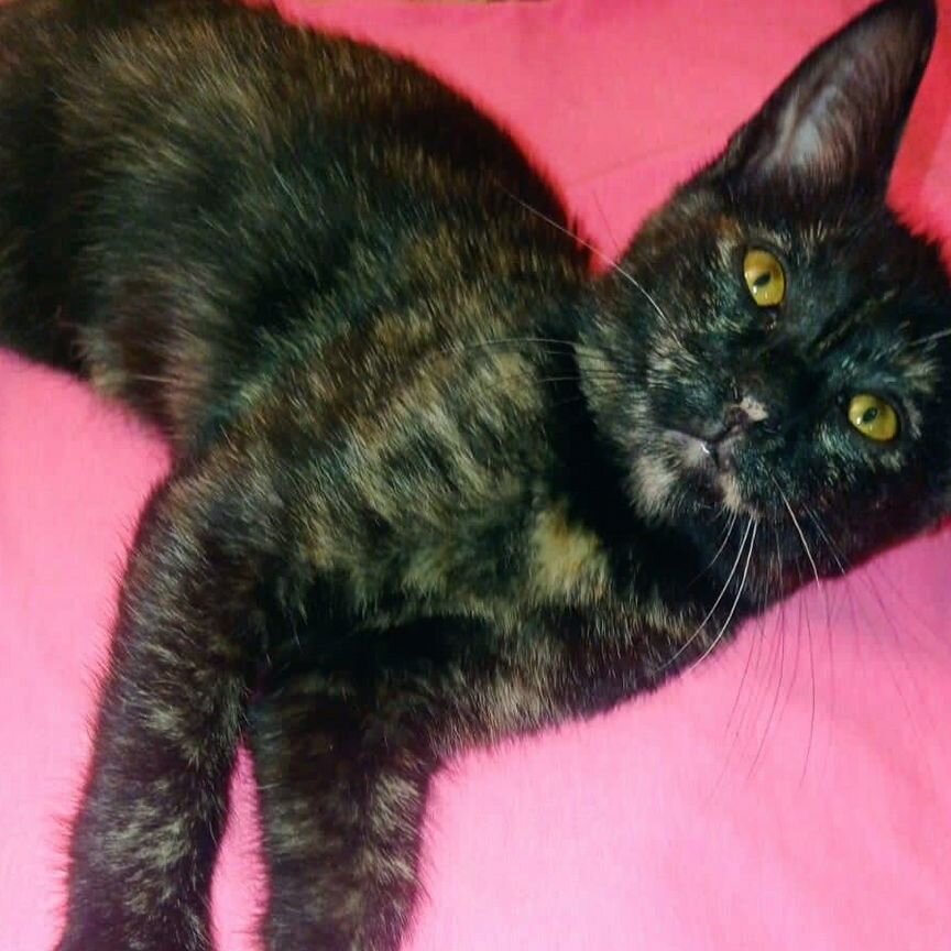 Озорная кошечка для души