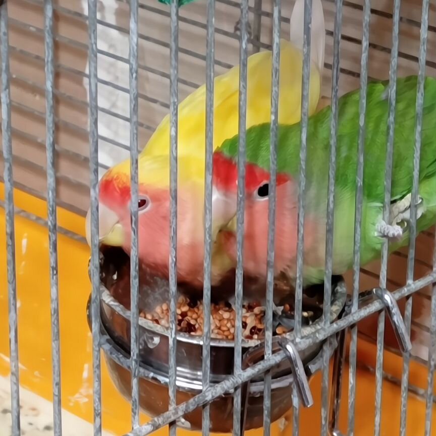 Попугай неразлучники с клеткой