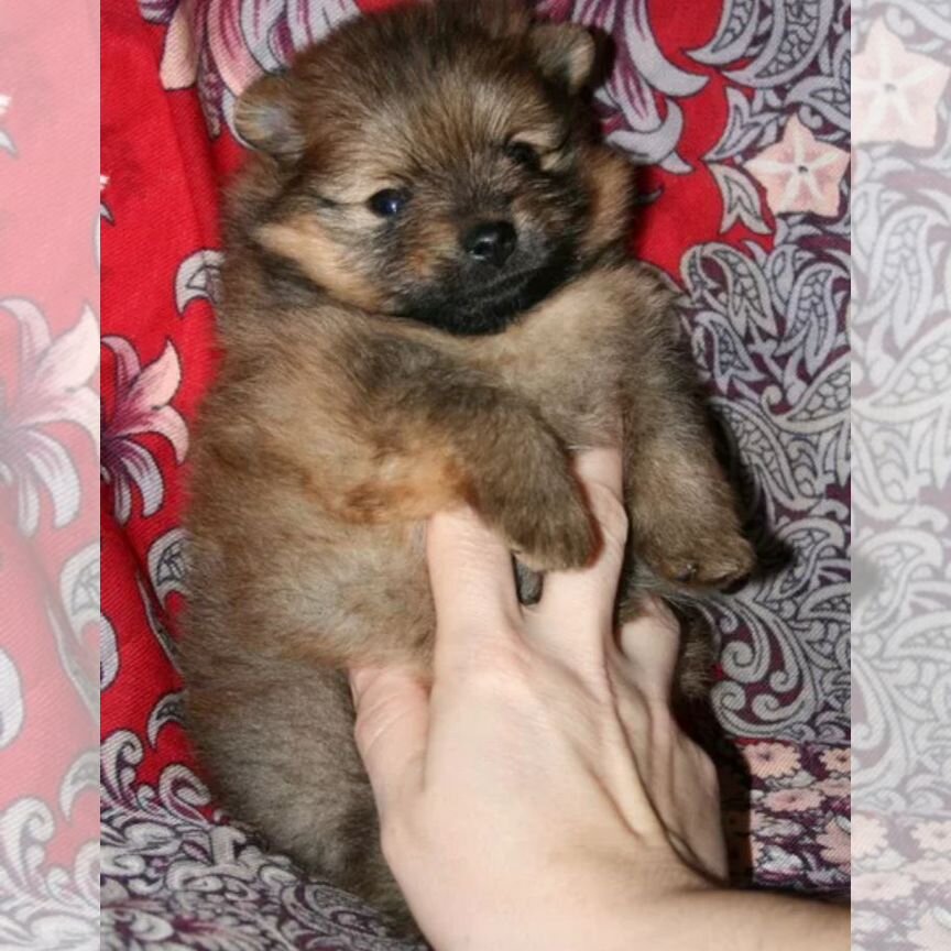 Щенки померанского шпица
