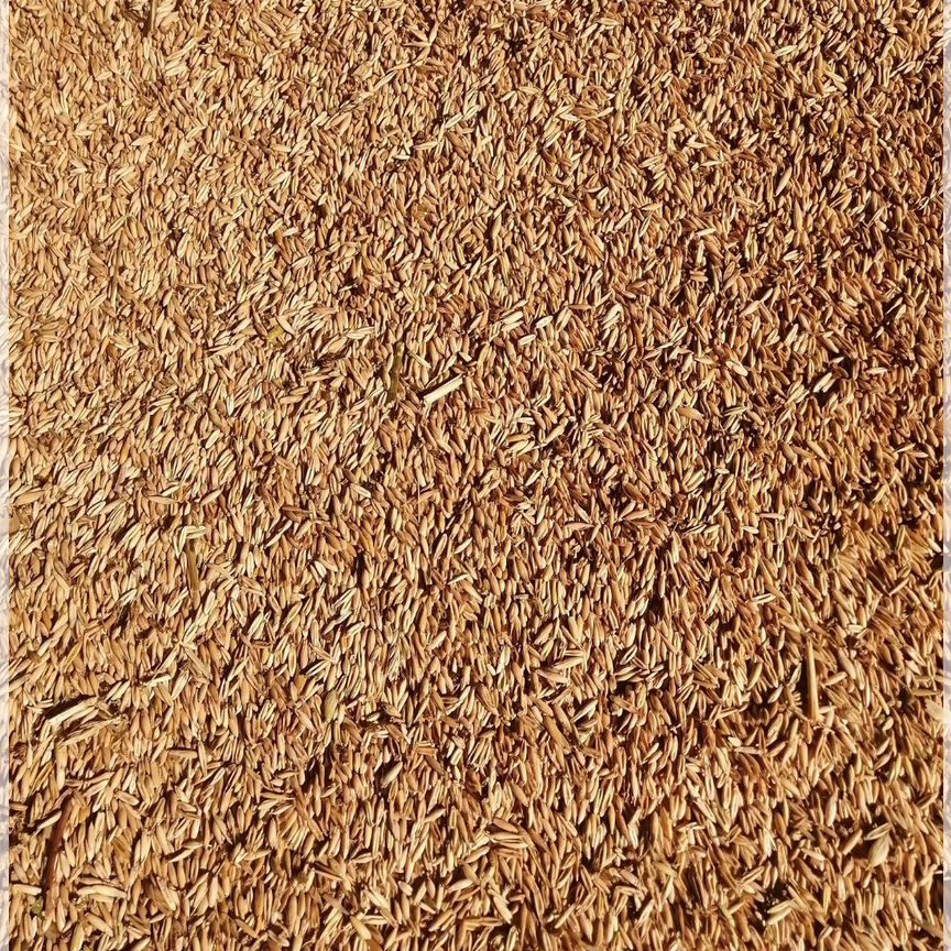 Зерно Овес Пшеница