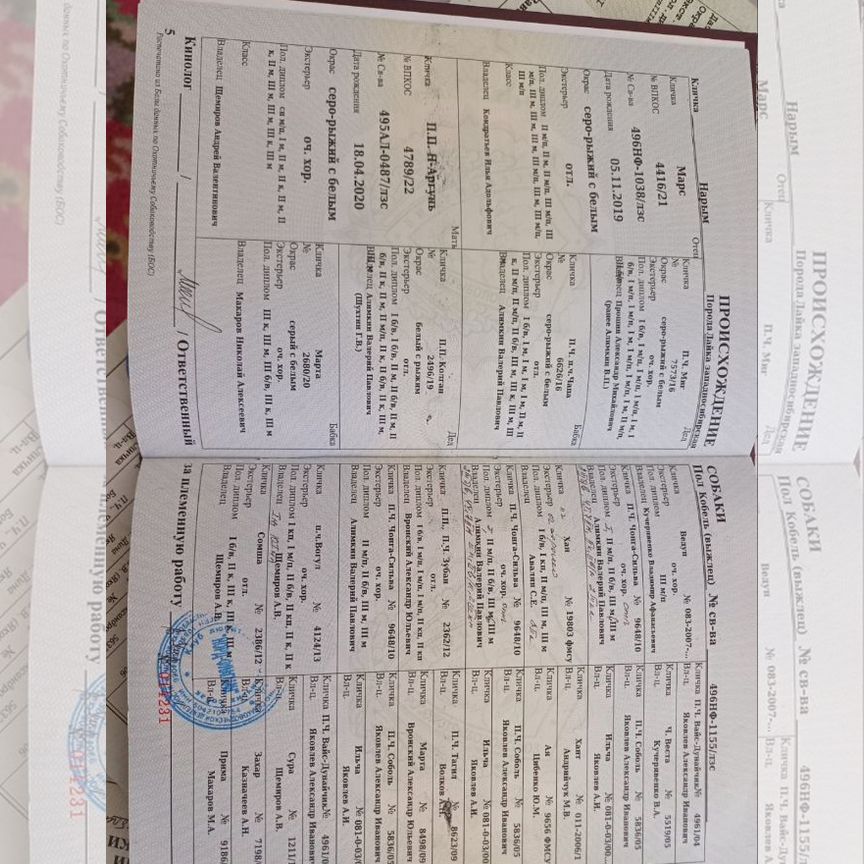 Щенки западно сибирской лайки