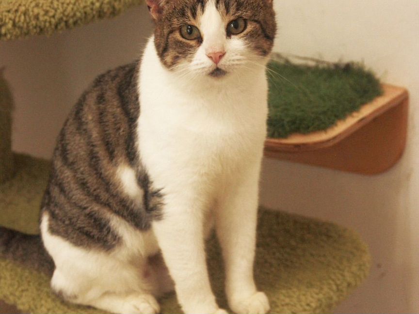 Кошечка Белочка