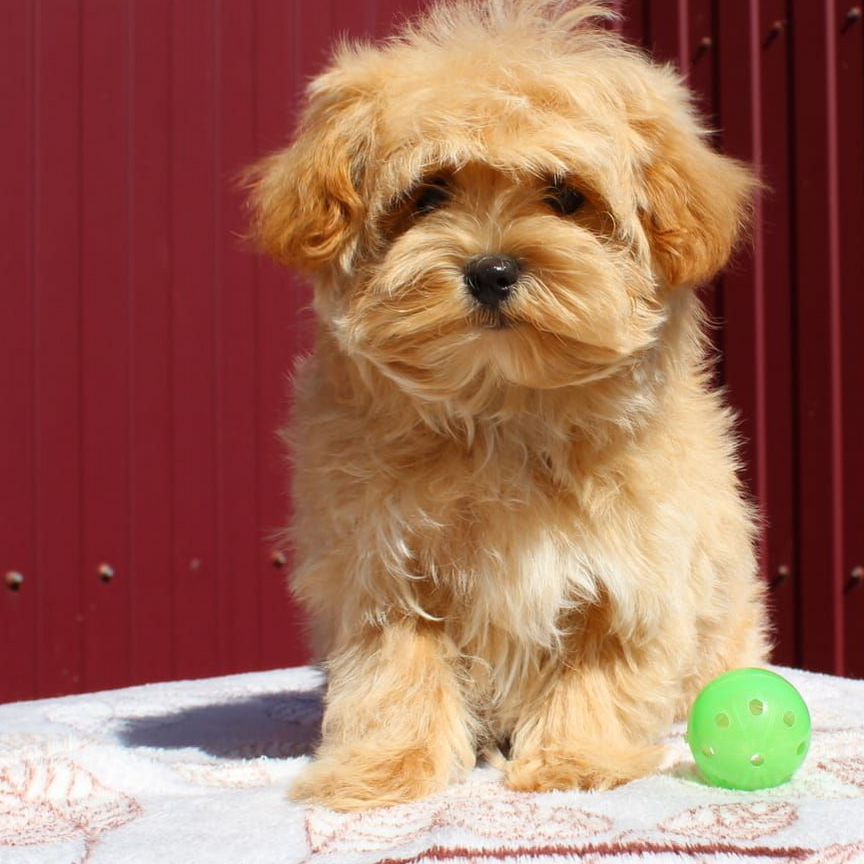 Мальтипу, щенок