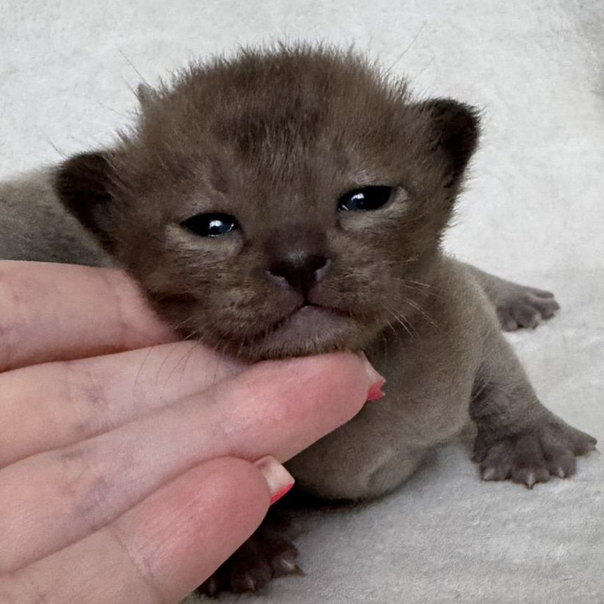 Бурманские котята соболь