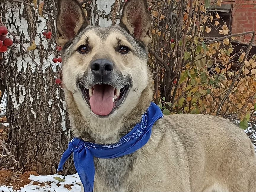 Отличная собака Лиза в частный дом