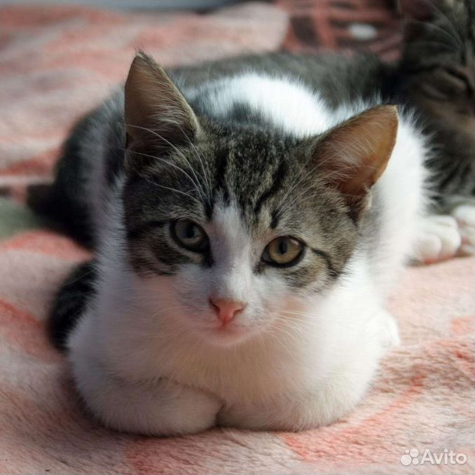 Озорной котик