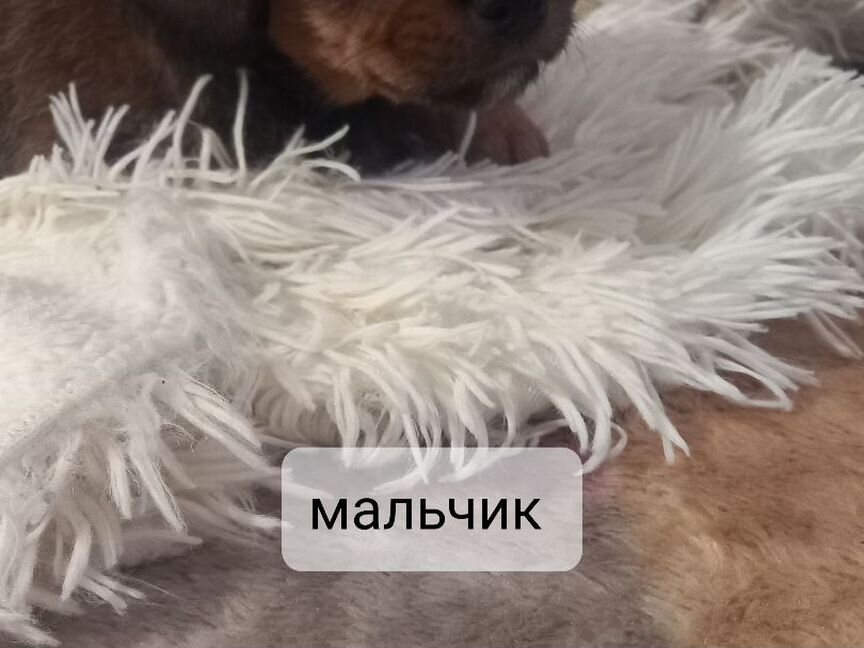 Карликовая такса щенки