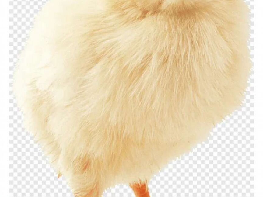 Цыплята суточные