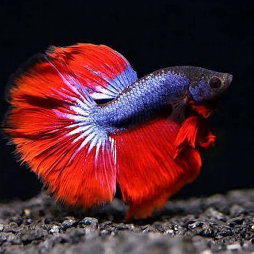 Аквариумные рыбки Петушки оптом