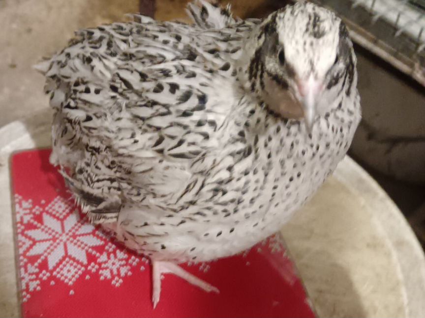 Перепела / Клетки