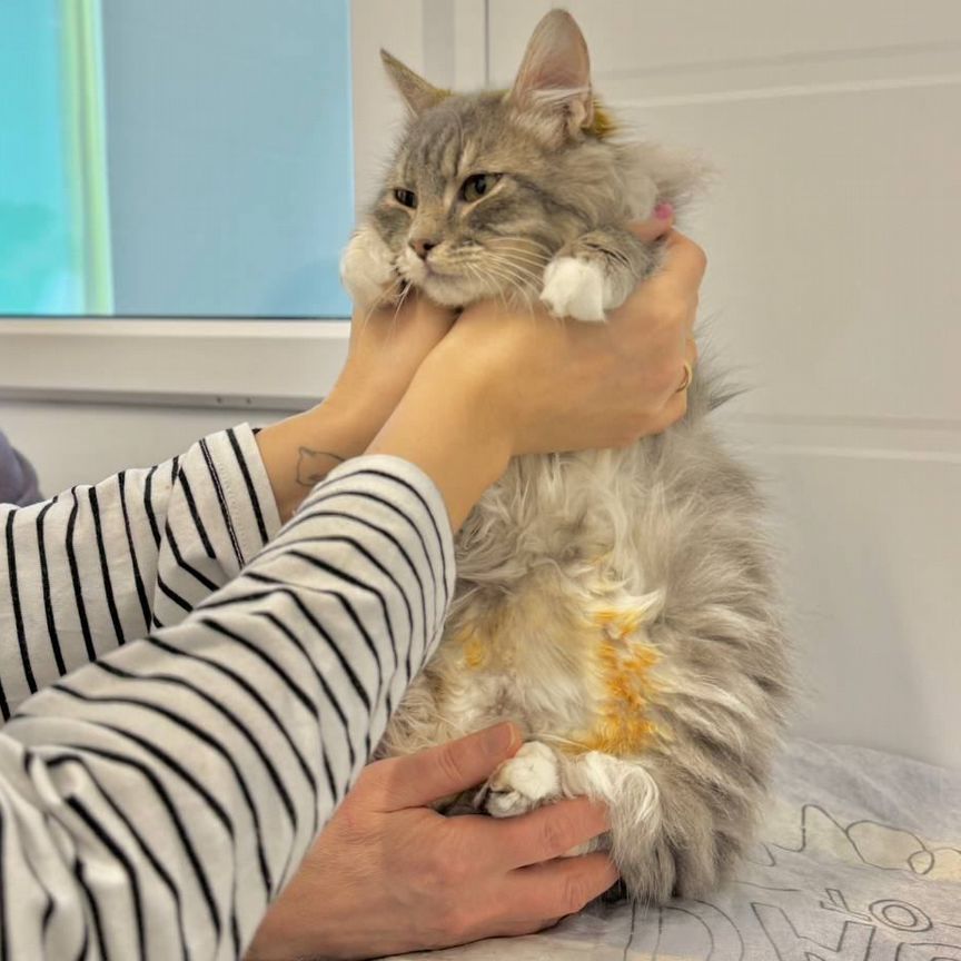 Взрослый кот в добрые руки