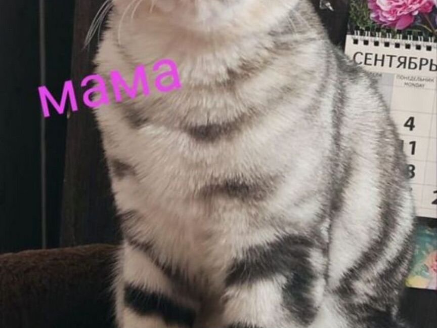Шотландские котята
