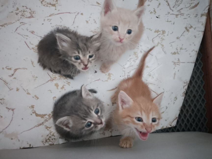 Котята в добрые руки